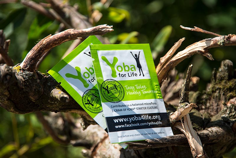 Yoba for life – a probiotic yogurt starter culture - MyMicrobiome