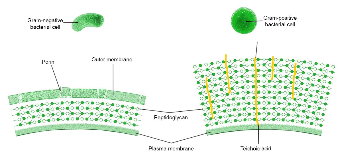 More info about bacteria - MyMicrobiome